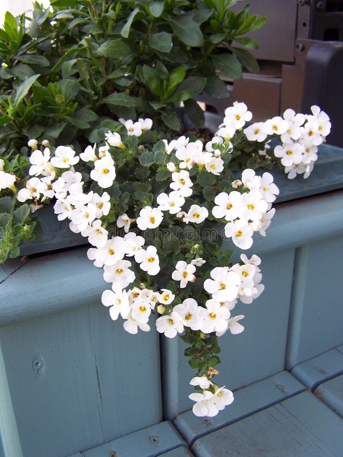 Wreath Shaped Trailing Bacopa Stock Photo - Image of florets, vertical ...