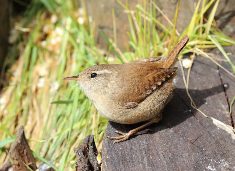 Wren stock photo. Image of small, trunk, little, wren - 68990994