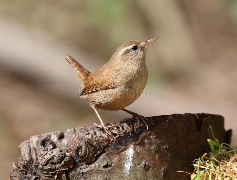 Wren stock image. Image of tree, feathers, searching - 68991063