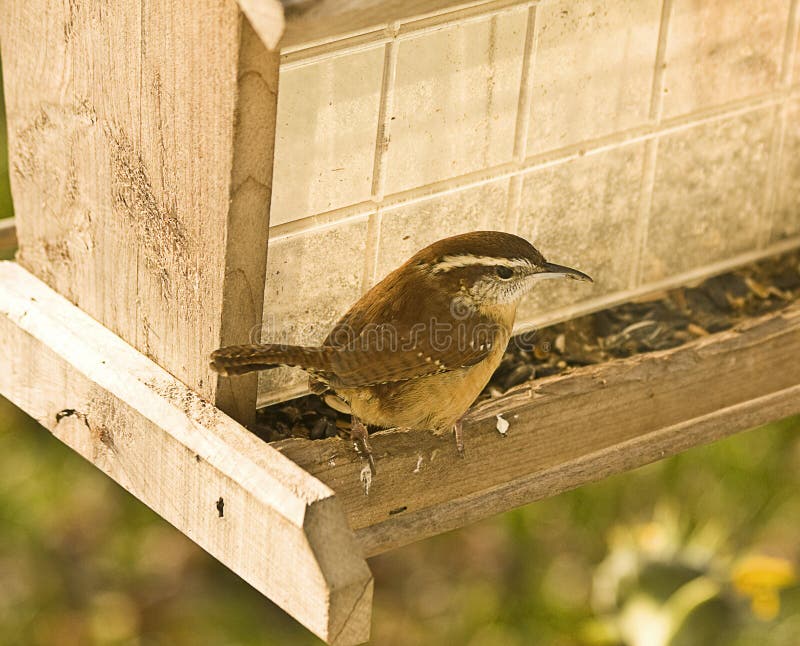 Wren on Feeder stock photo. Image of outdoors, wren, feeder - 16445454