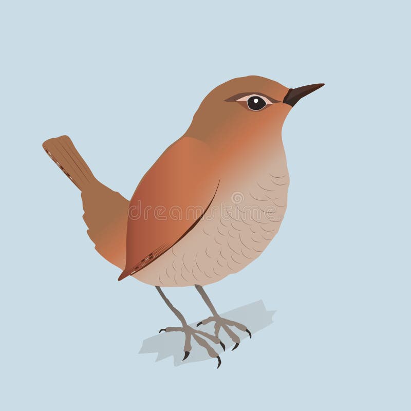 Wren stock vector. Illustration of small, wildlife, cute - 82178577