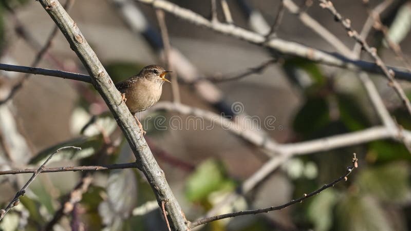 Wren, Little Bird, Perched on the Branches of Brambles in the Snow ...