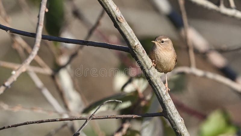 Wren, Little Bird, Perched on the Branches of Brambles in the Snow ...