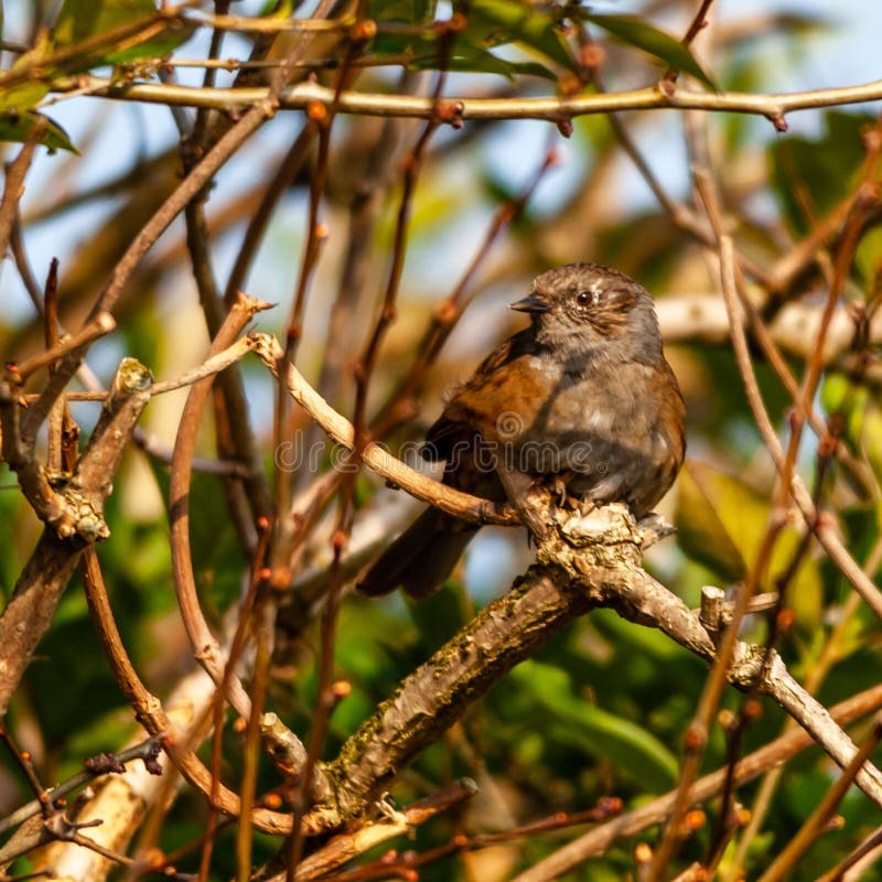 Wren perched in a bush stock image. Image of perched - 140552153