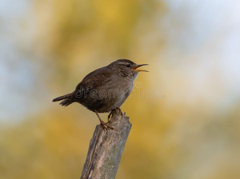 Wren perched on tree log stock photo. Image of animal - 217527270