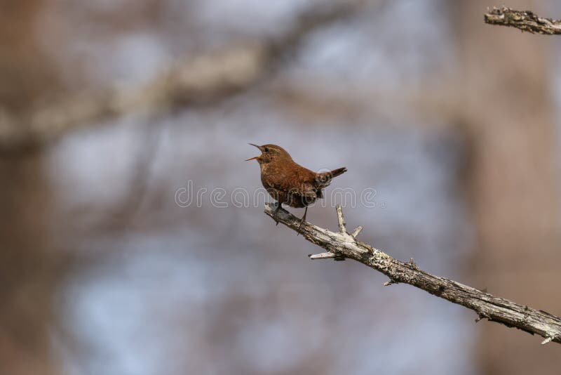 A Wren Singing on the Branch of Larch Stock Photo - Image of brown ...