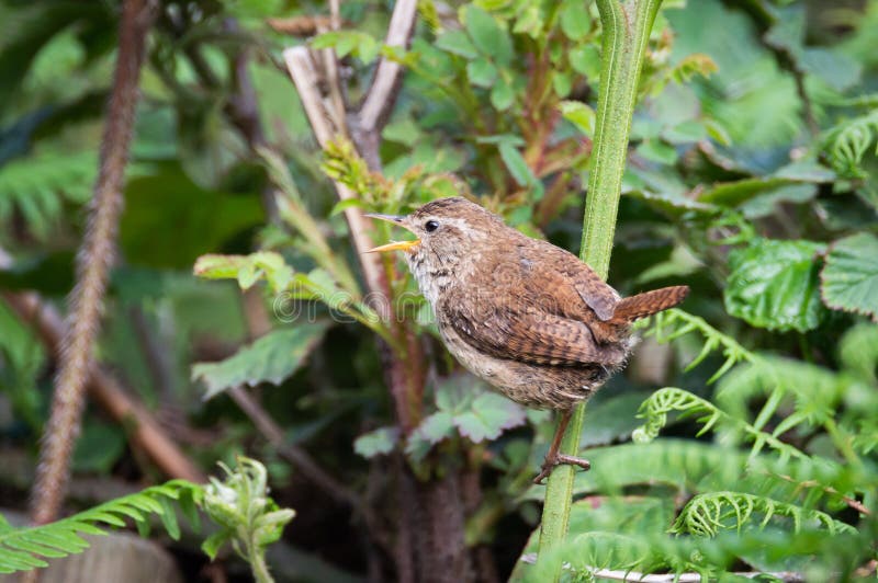 Wren Singing in the Undergrowth Stock Photo - Image of branch, wren ...