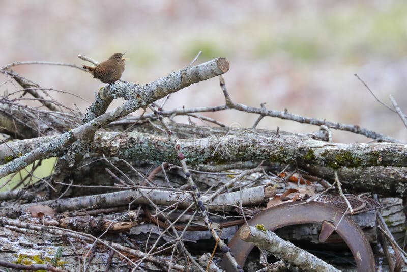 A Wren Singing on the Withered Branch Stock Image - Image of nature ...