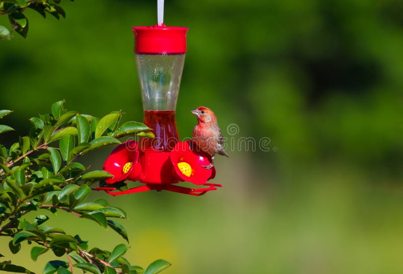 A Wren Sits on a Hummingbird Feeder Stock Photo - Image of people, wren ...