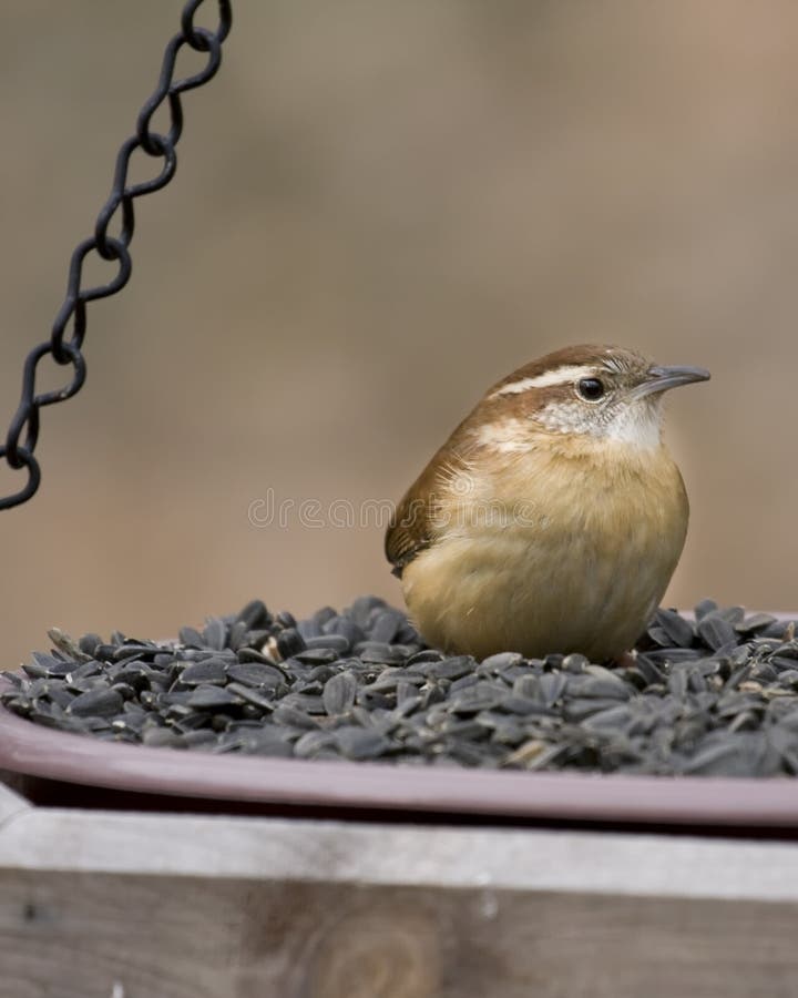 Wren Sitting on Bird Feeder Stock Photo - Image of bird, closeup: 18212842