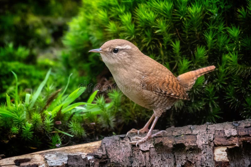 Wren Sitting on a Tree Trunk Stock Photo - Image of nature, tree: 245484216