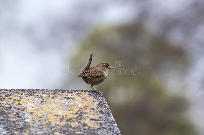Wren in spring stock photo. Image of display, singing - 31934712
