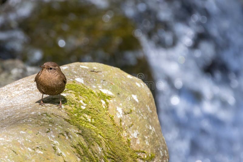 A Wren Stay in a Riverside. Stock Image - Image of river, eurasian ...
