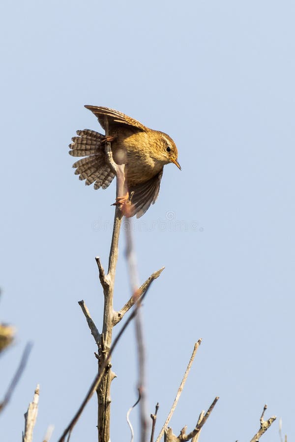 Wren Troglodytes Troglodytes Stock Image - Image of ornithology, fauna ...