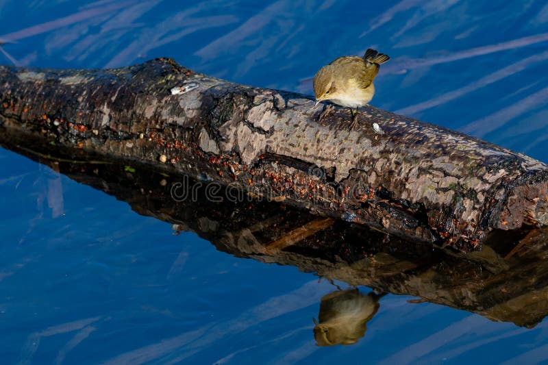 Wren, Troglodytes Troglodytes, Perched on Log in the River Looking for ...