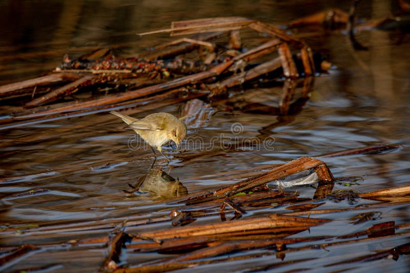 Wren, Troglodytes Troglodytes Stock Image - Image of countryside, birds ...