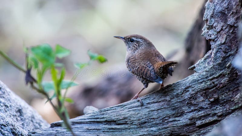 Wren Perching on an Old Stump Stock Photo - Image of october, migratory ...