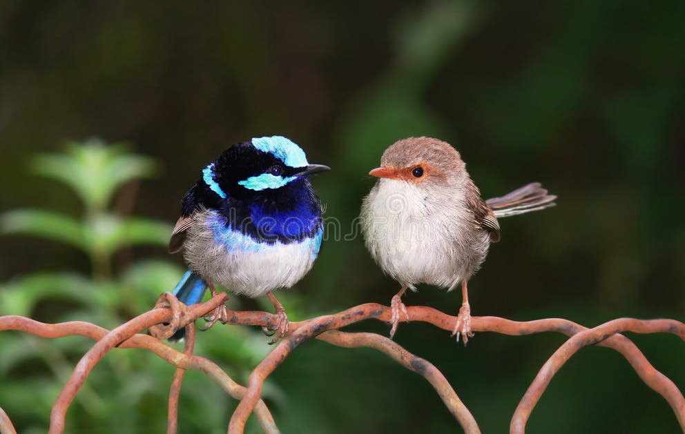 Wrens de hadas azules imagen de archivo. Imagen de amor - 2944543