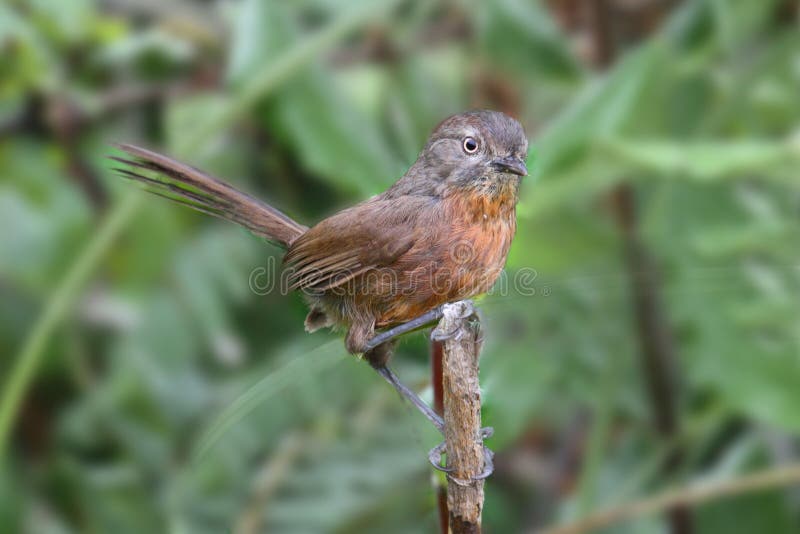Wrentit Chamaea Fasciata Branch Stock Photos - Free & Royalty-Free ...