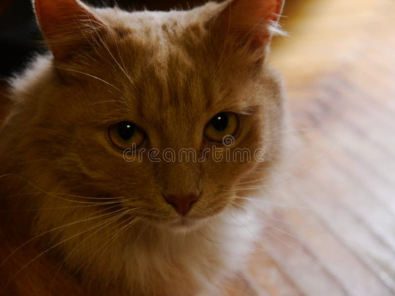 Wretched stock photo. Image of pretty, looking, smile - 42780790