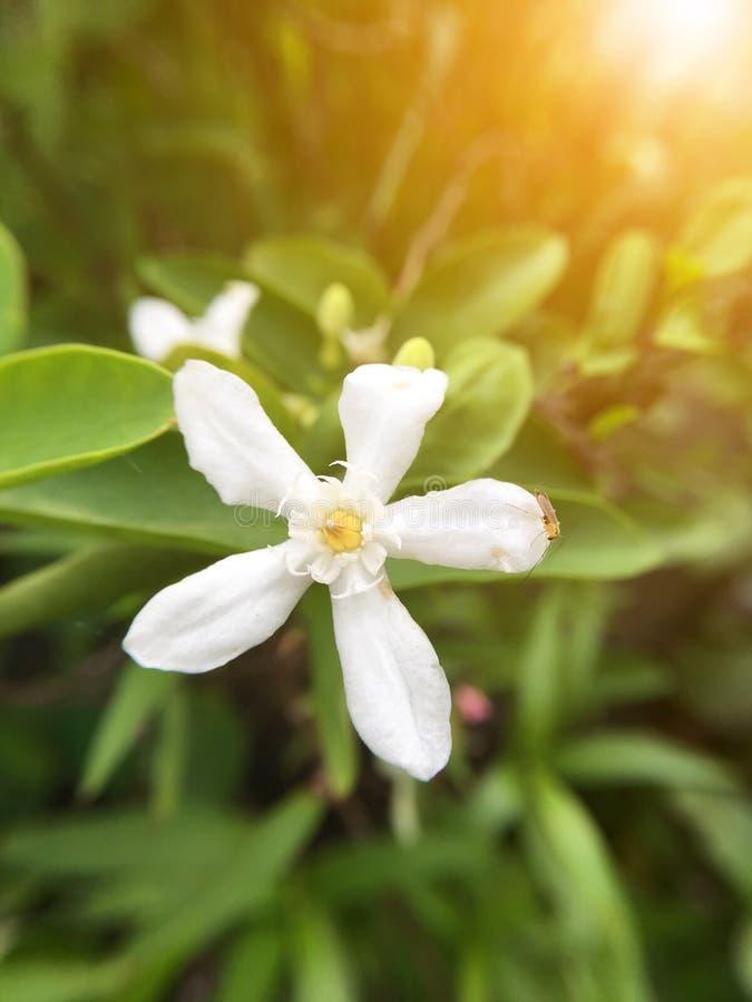 364 Wrightia Antidysenterica Flower Stock Photos - Free & Royalty-Free ...