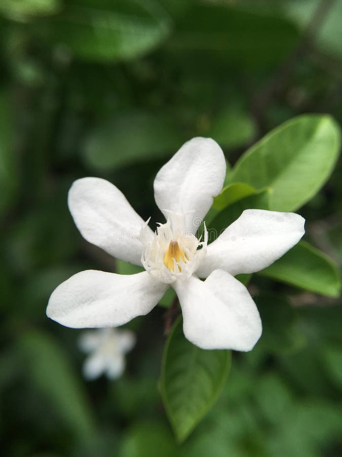Wrightia Antidysenterica Flower Stock Photo - Image of bloom ...