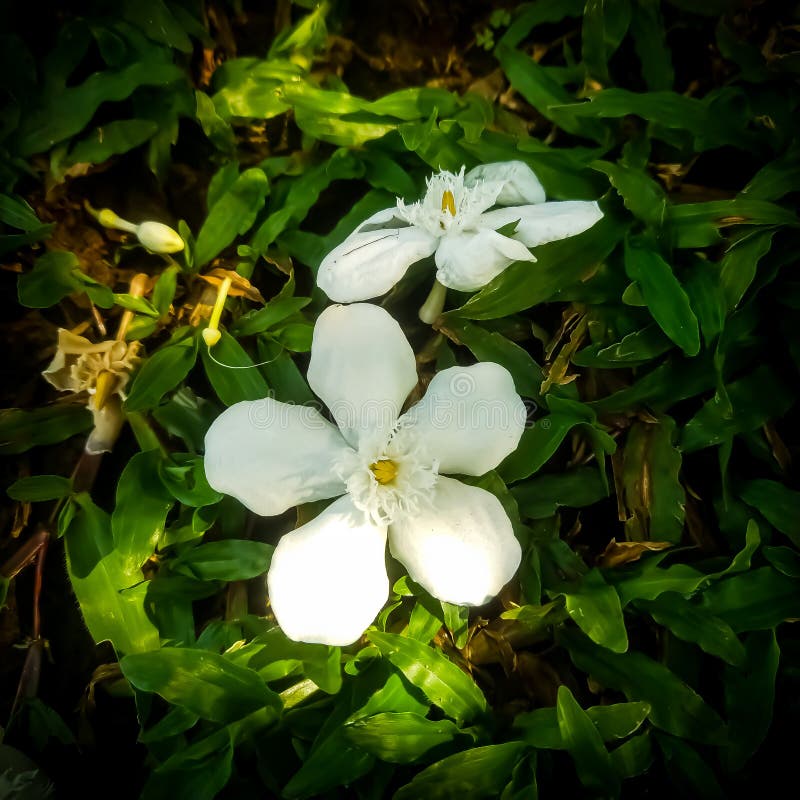 Wrightia Antidysenterica Flower Stock Photo - Image of hyamaraca ...