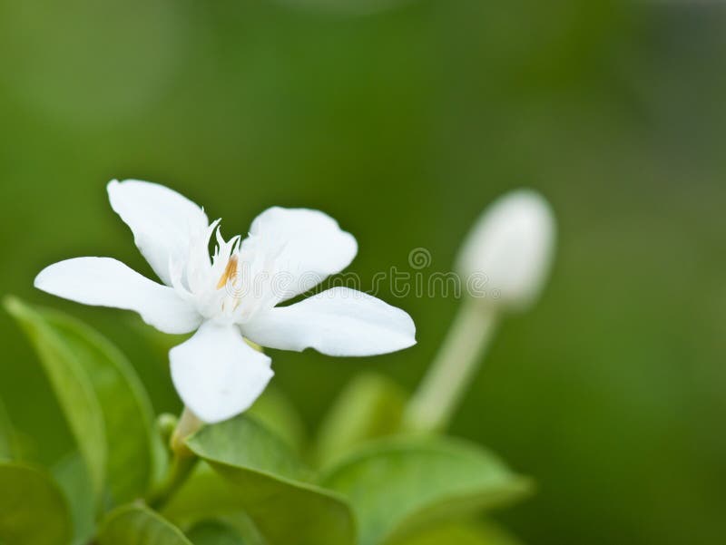 Wrightia Antidysenterica, Snow Flake, Very Beautiful Jasmine Flower ...
