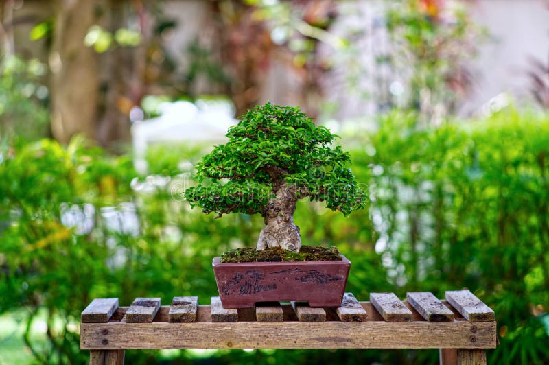 233 Jasmine Bonsai Stock Photos - Free & Royalty-Free Stock Photos from ...