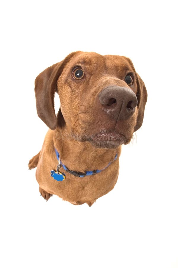 Wrigley Dog Looking Up Stock Photos - Free & Royalty-Free Stock Photos ...