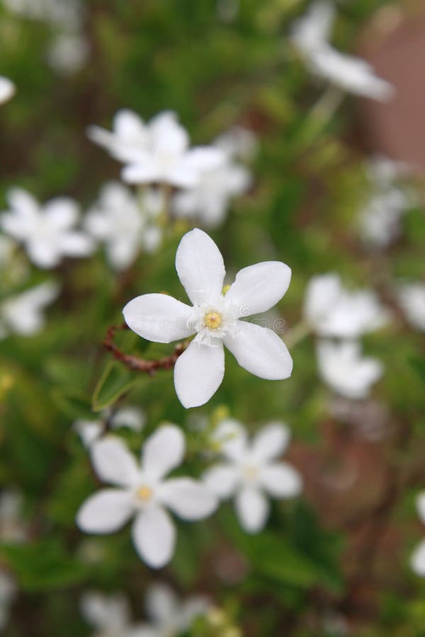 White Flower stock photo. Image of white, environment - 30661032