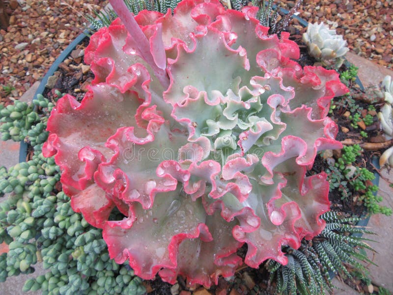 Wrinkle Leaf Cabbage Cactus Stock Photo - Image of food, petal: 275928632