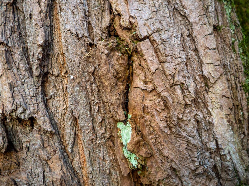Wrinkled Bark of an Old Tree. Brown Coating of the Tree. Background ...