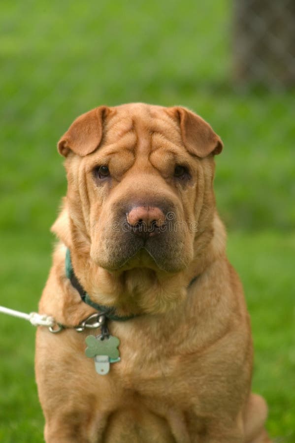 Wrinkled Dog stock photo. Image of front, face, leash, shar - 5108