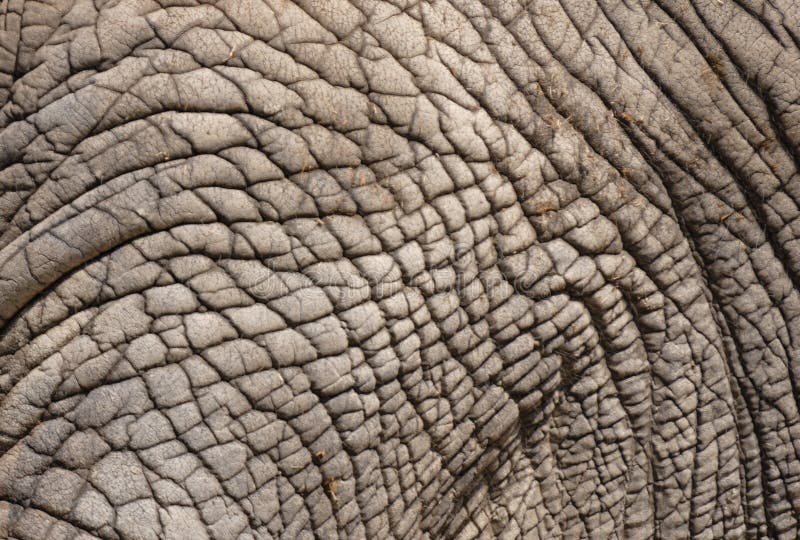 Wrinkled elephant skin stock photo. Image of close, closeup - 12102118