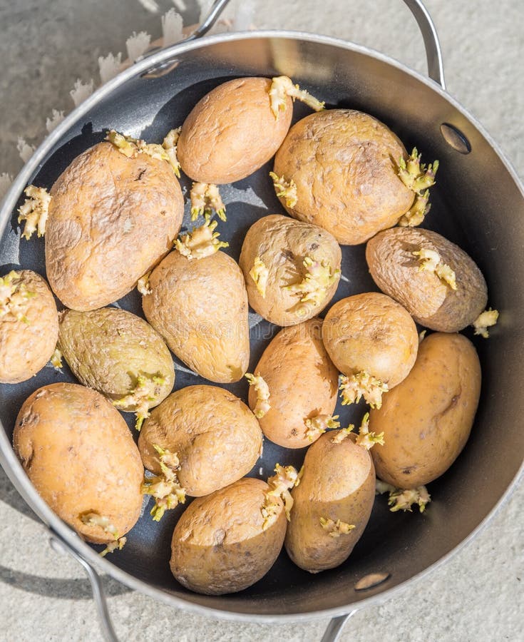 Wrinkled Potatoes for Cooking in Saucepan Stock Photo - Image of diet, germinate: 275008298