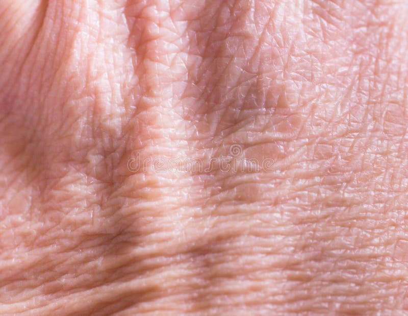 Close-up of Elephant face stock photo. Image of skin - 44774712