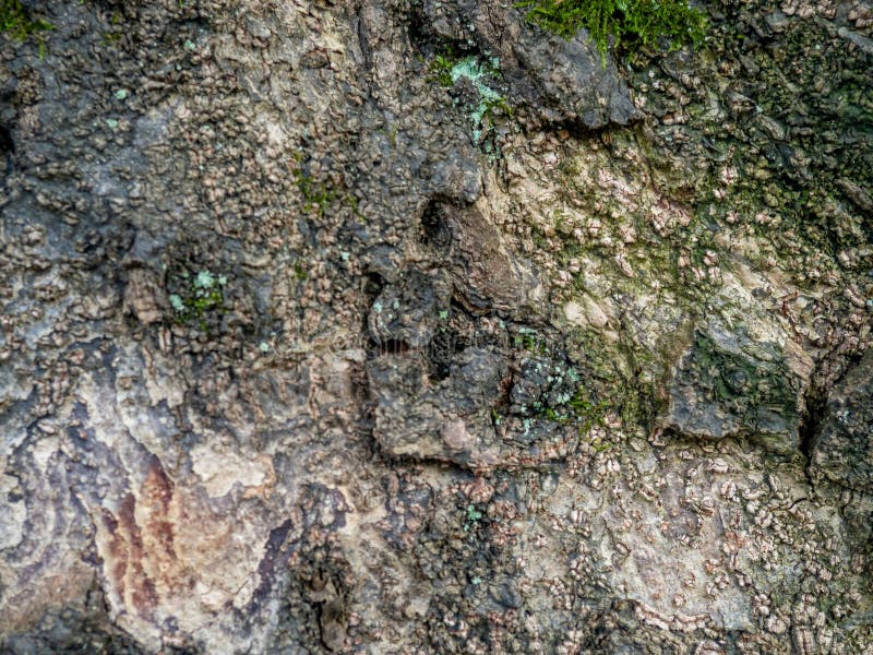 Wrinkled Structure of Tree Bark. Tree Trunk Background. Natural ...