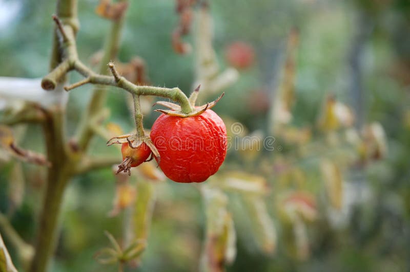 Wrinkled tomato stock photo. Image of decayed, wither - 6290602