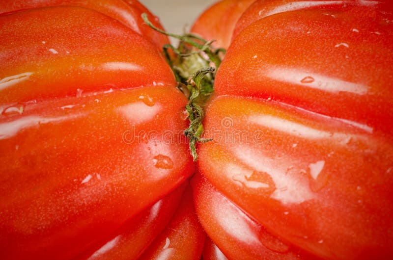Wrinkled tomato stock image. Image of horizontal, ingredient - 87318909