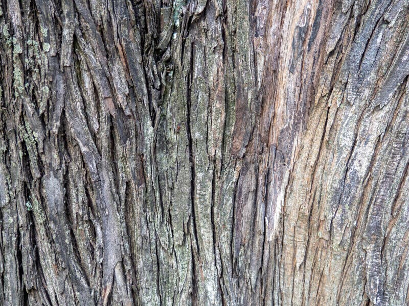 Wrinkled Tree Bark. Gray Brown Natural Background. Wood Pattern ...