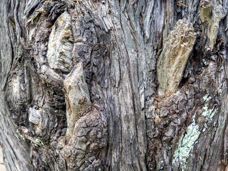 Wrinkled Tree Bark. Gray Brown Natural Background. Wood Pattern ...