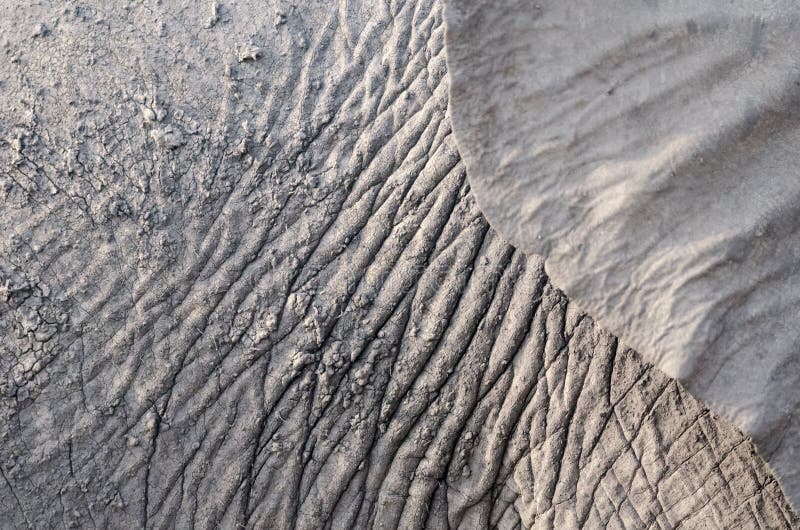 Wrinkles stock image. Image of body, closeup, park, river - 53599231