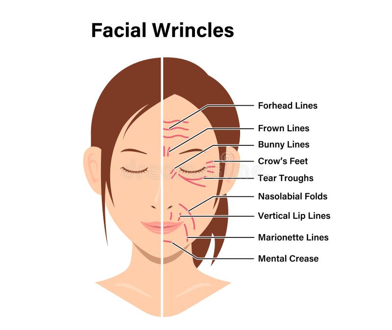 Wrinkle Face Cartoon Stock Illustrations – 1,313 Wrinkle Face Cartoon ...