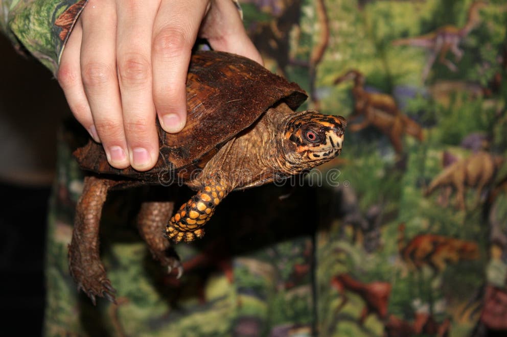 Wrinkly brown turtle stock photo. Image of keeper, eyes - 63230268