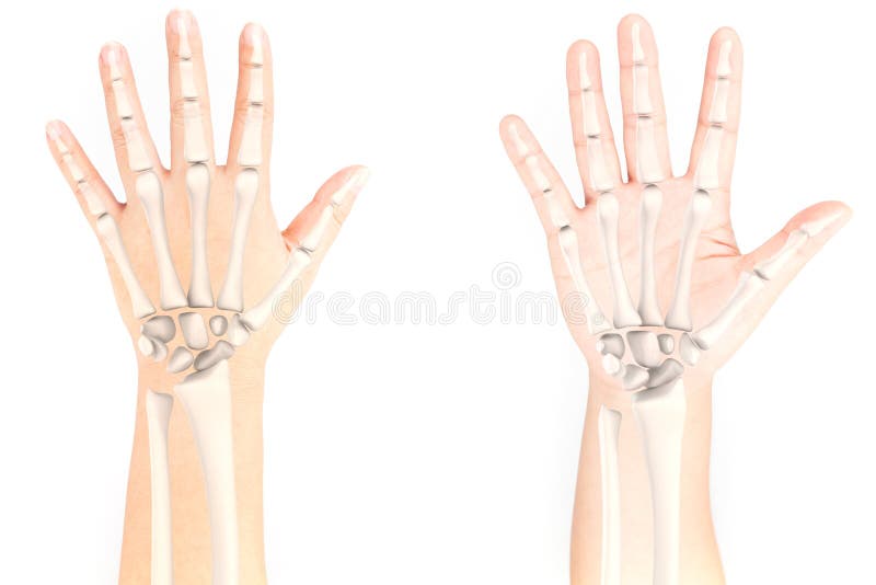 Wrist joint stock illustration. Illustration of fingers - 46887346