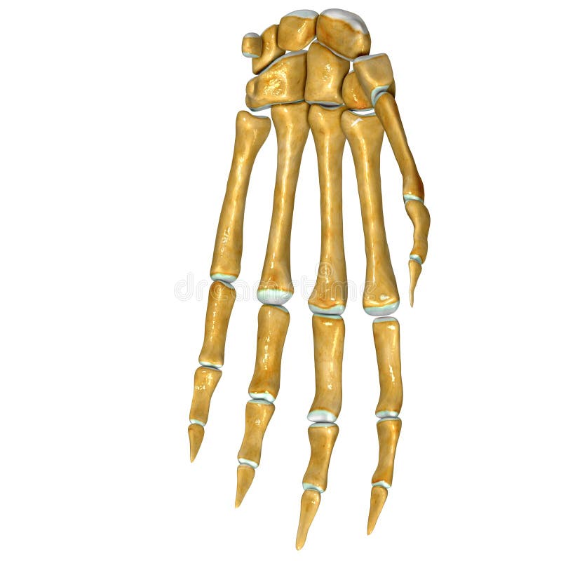 Carpal Bones Unlabeled