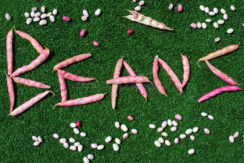 Write beans made of pods stock photo. Image of grain - 25440660