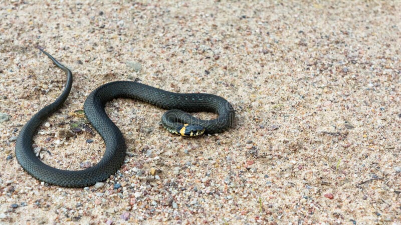 173 Reptilian Spiral Photos - Free & Royalty-Free Stock Photos from ...