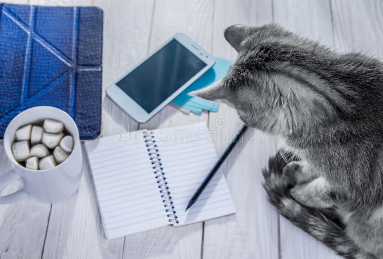 1,650 Writing Cat Stock Photos - Free & Royalty-Free Stock Photos from ...
